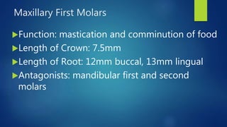 Permanent posterior teeth maxillary first, second and third molars | PPTX