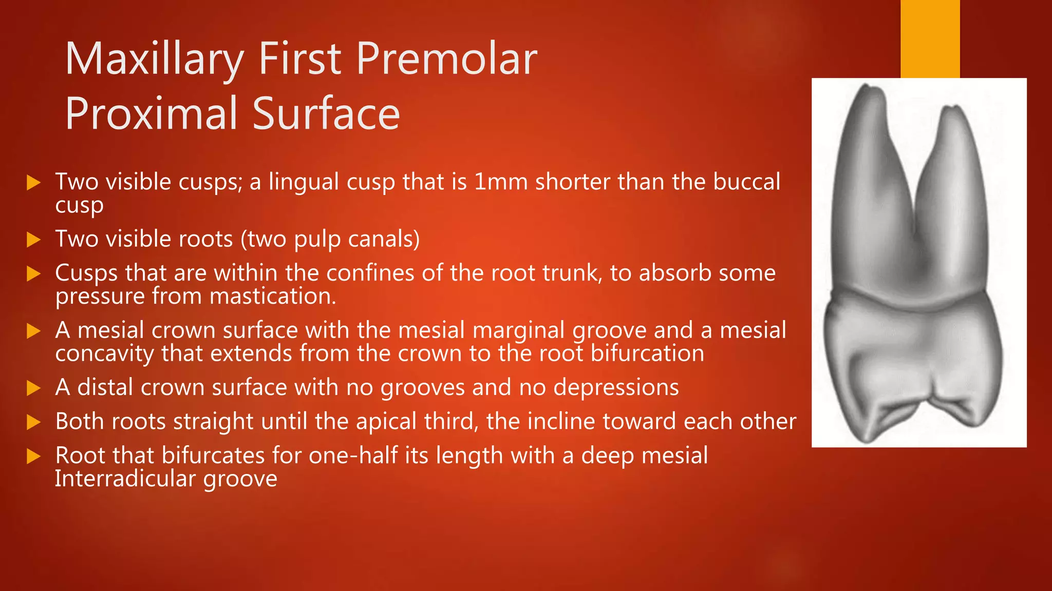 Permanent posterior teeth premolars | PPTX