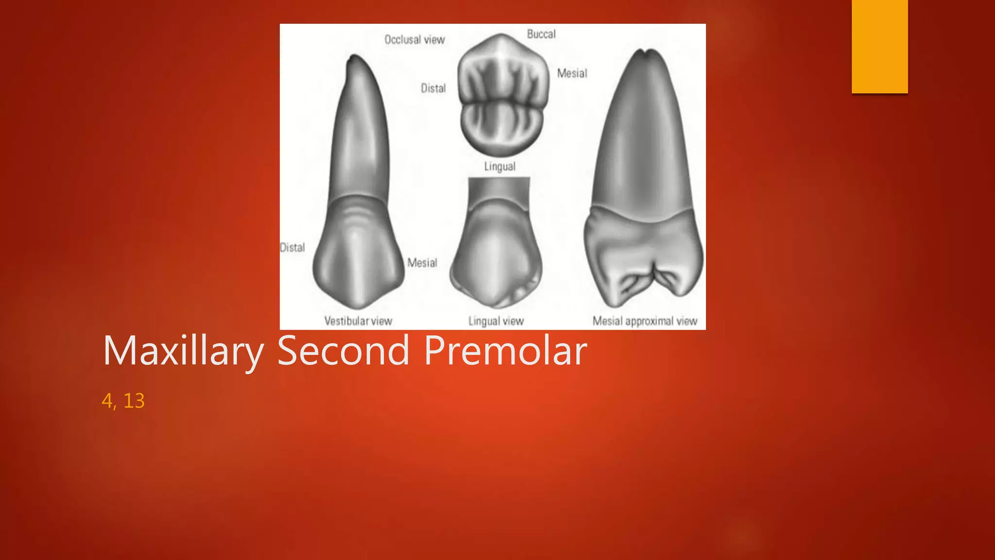 Permanent posterior teeth premolars | PPTX
