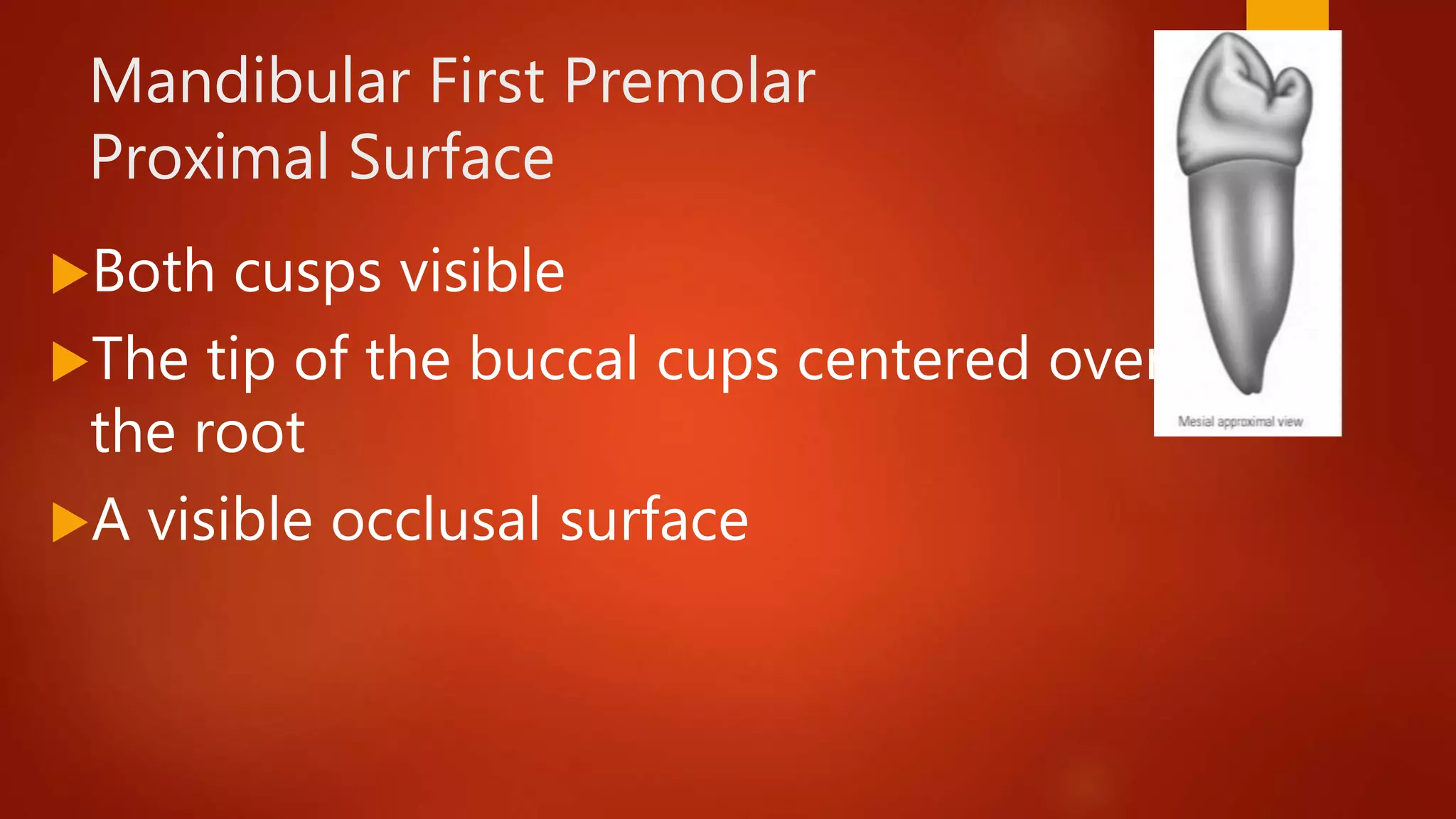 Permanent posterior teeth premolars | PPTX