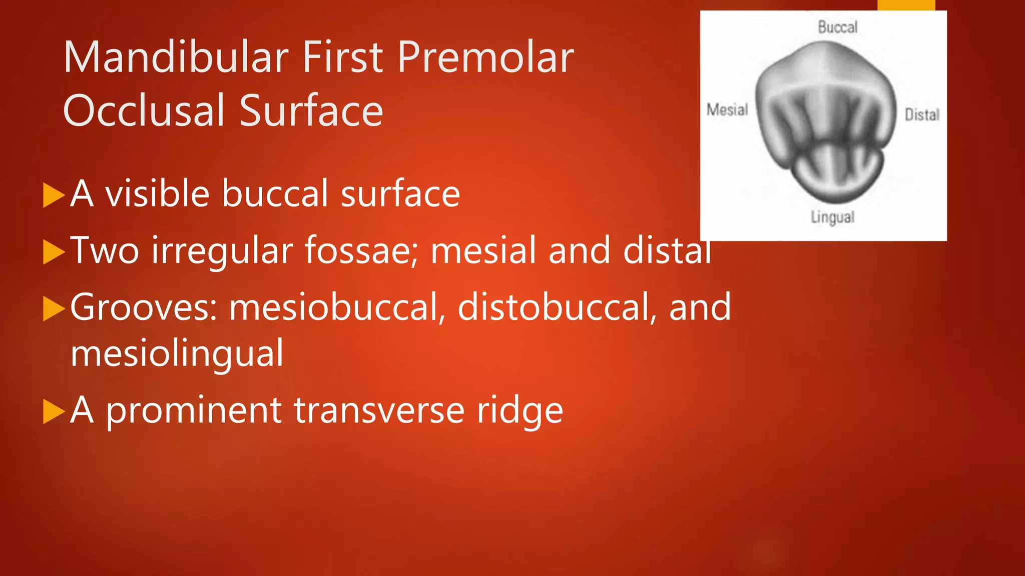 Permanent posterior teeth premolars | PPTX