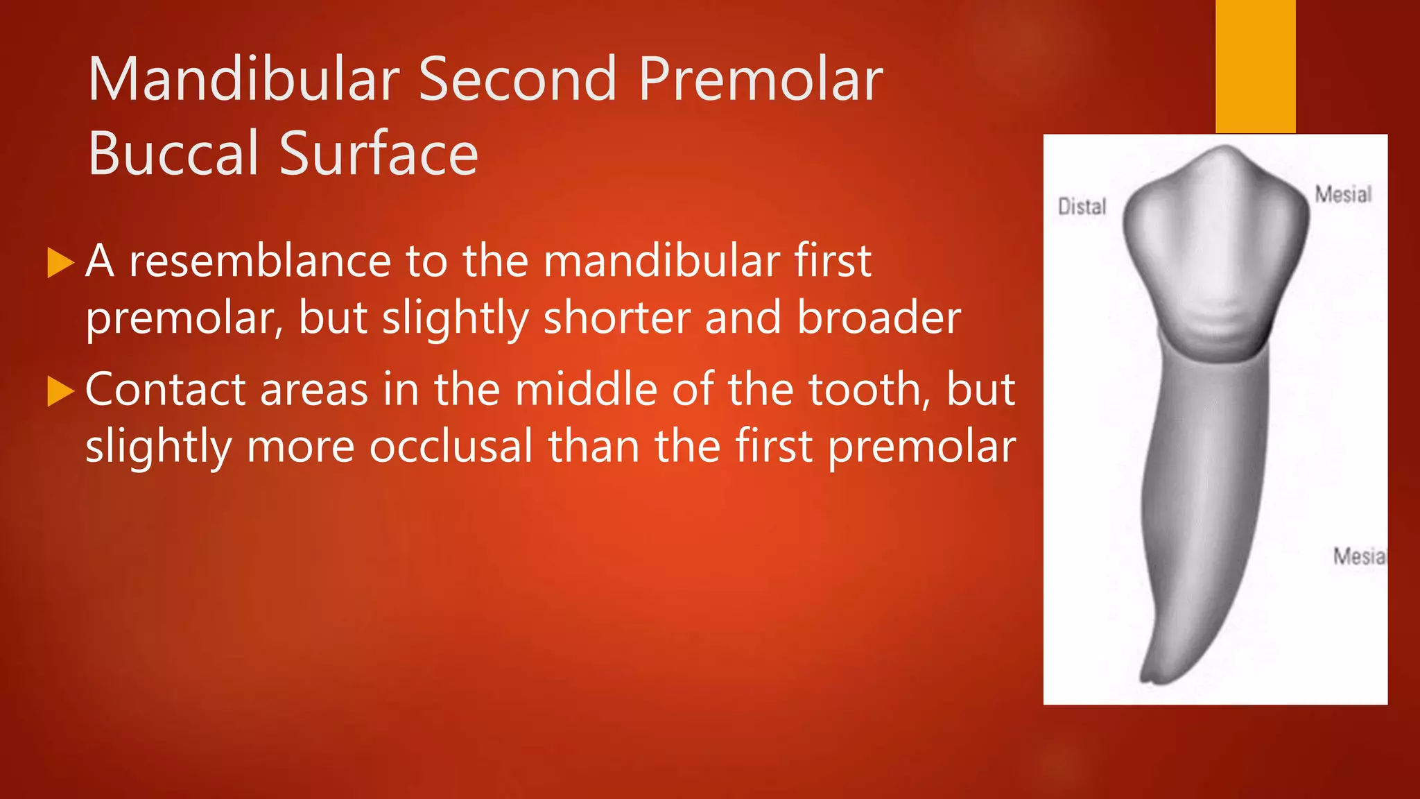 Permanent posterior teeth premolars | PPTX