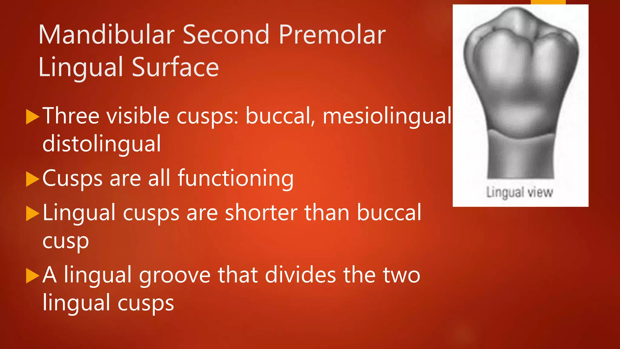Permanent posterior teeth premolars | PPTX