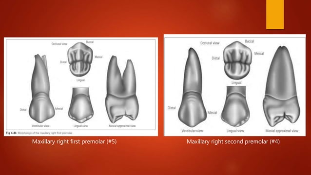 Permanent posterior teeth premolars | PPTX