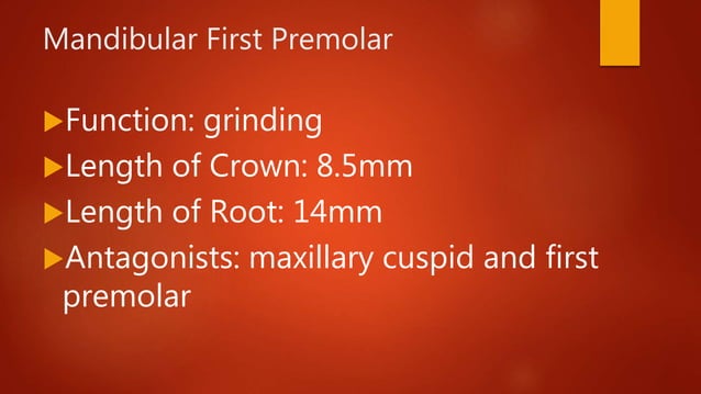 Permanent posterior teeth premolars | PPTX