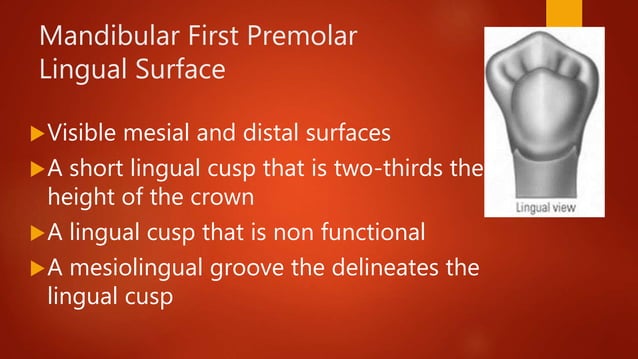 Permanent posterior teeth premolars | PPTX