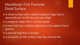 Permanent posterior teeth premolars | PPTX