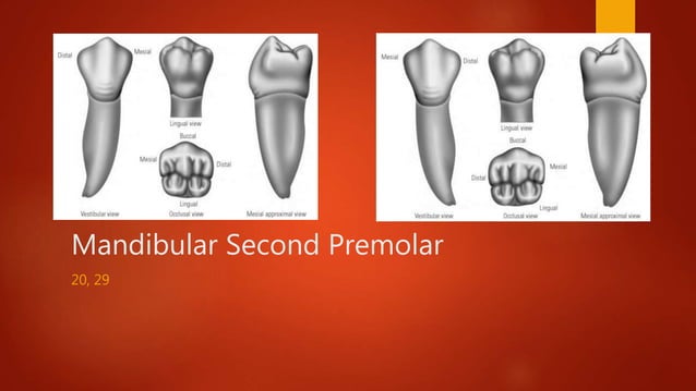 Permanent posterior teeth premolars | PPTX