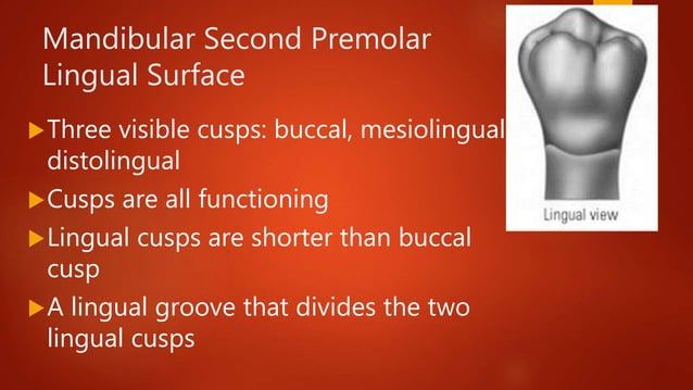 Permanent posterior teeth premolars | PPTX