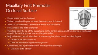 Permanent posterior teeth premolars | PPT