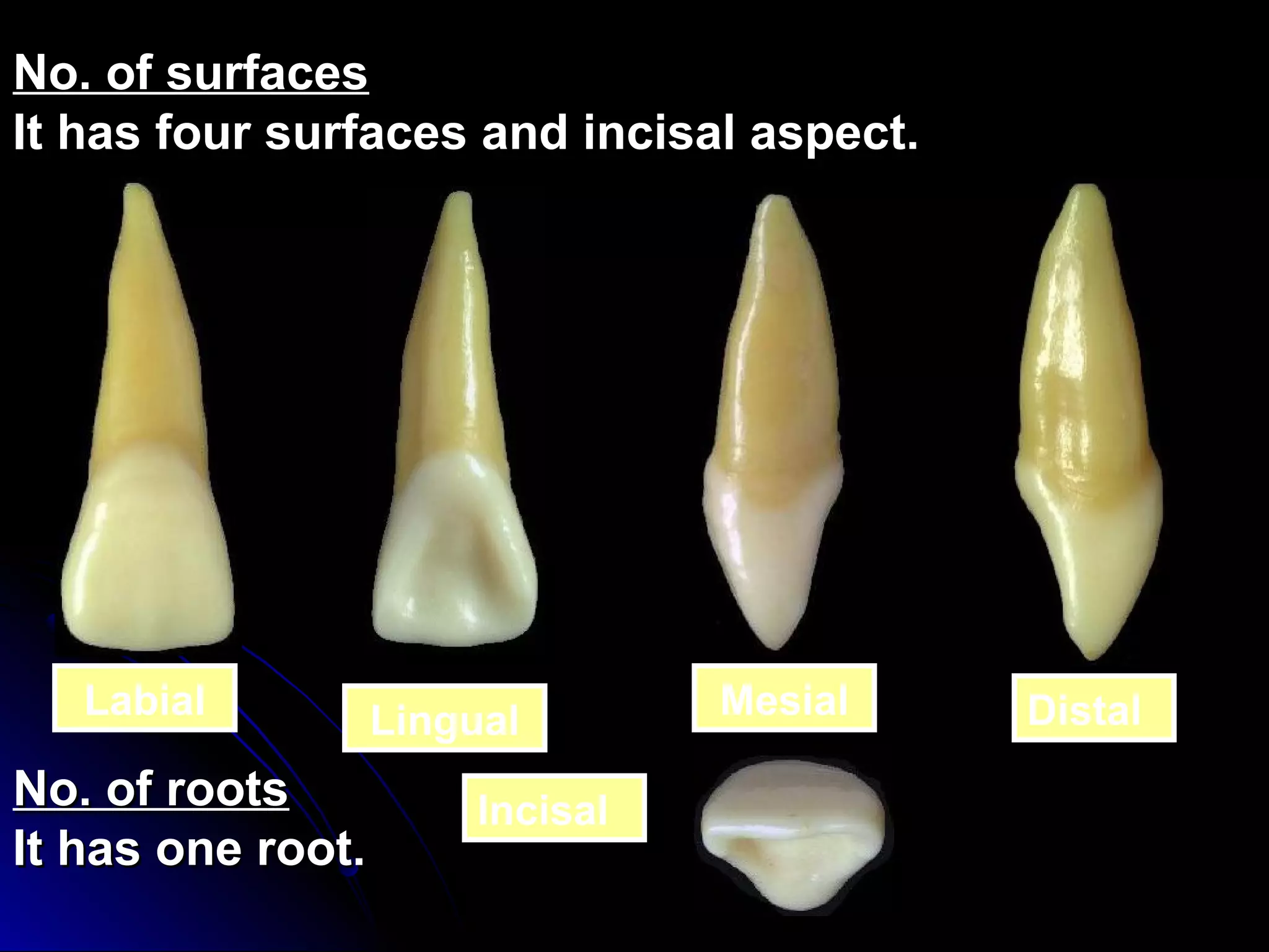 Permanent teeth Anatomy | PPT