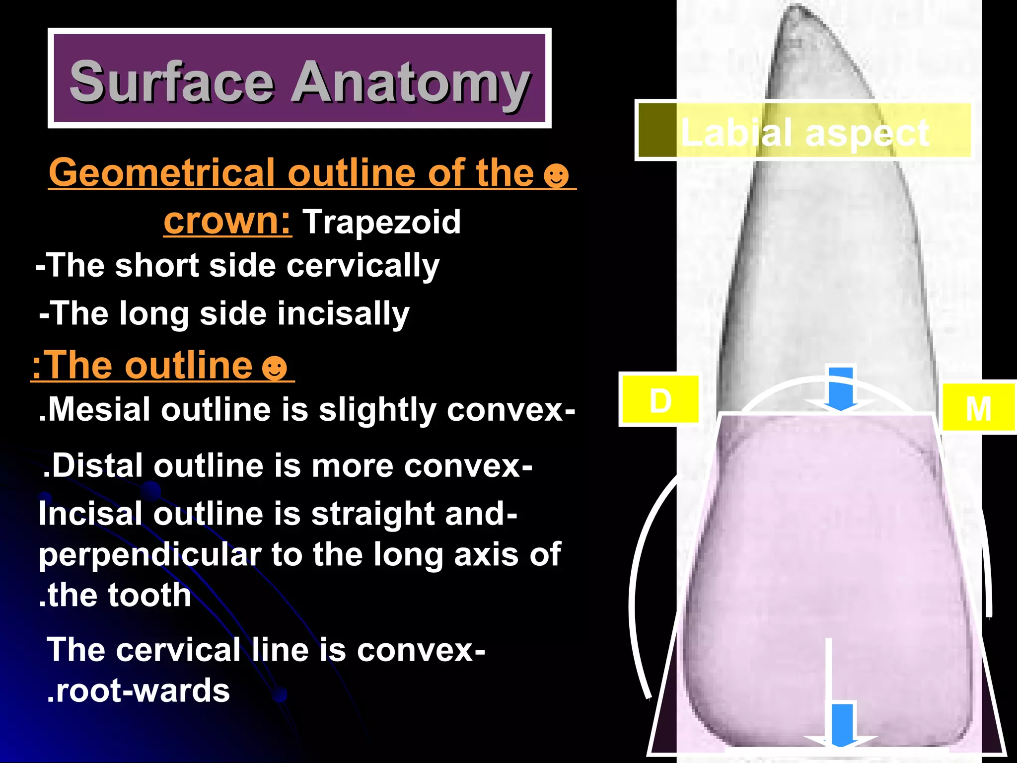 Permanent teeth Anatomy | PPT