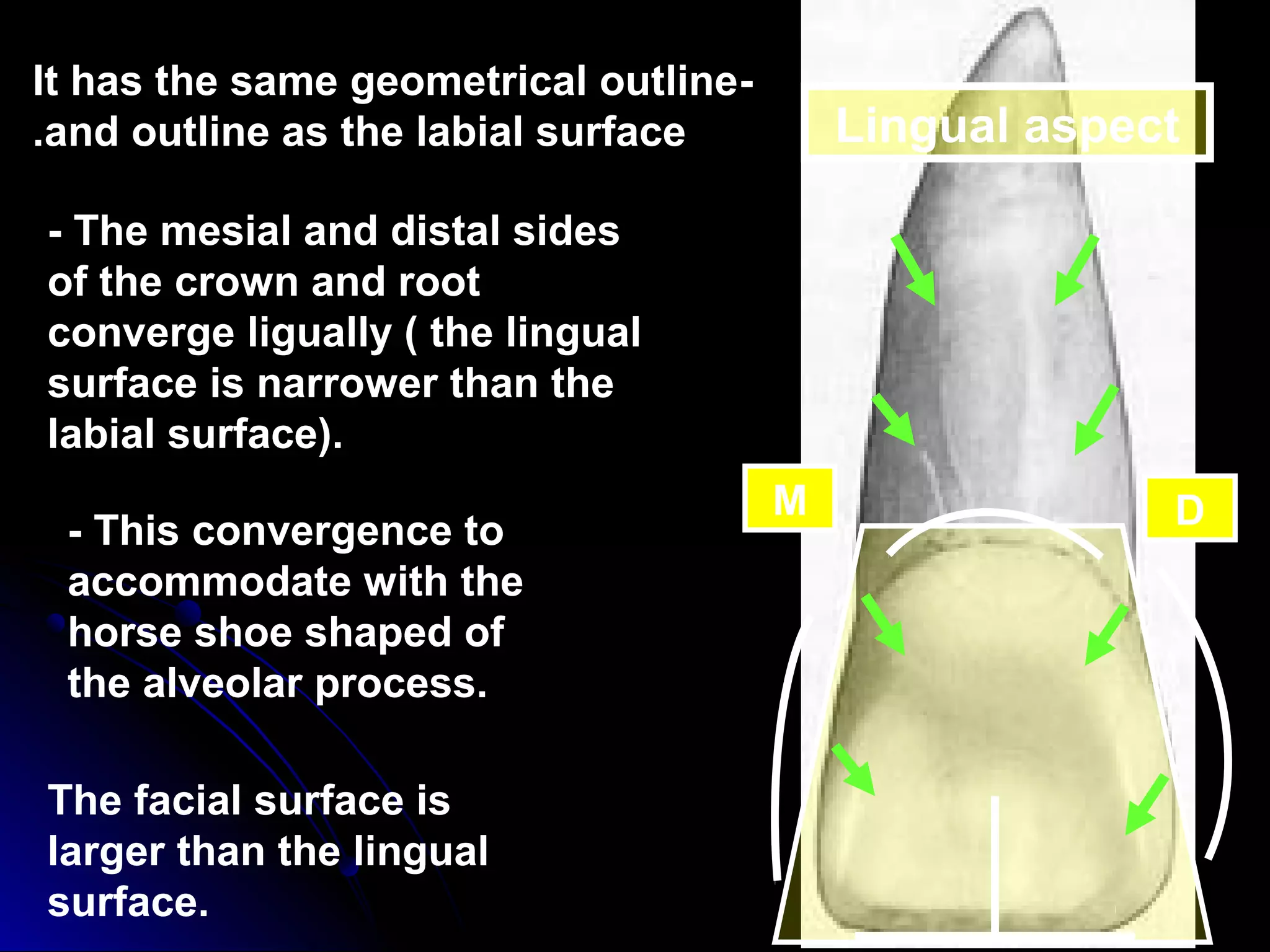 Permanent teeth Anatomy | PPT