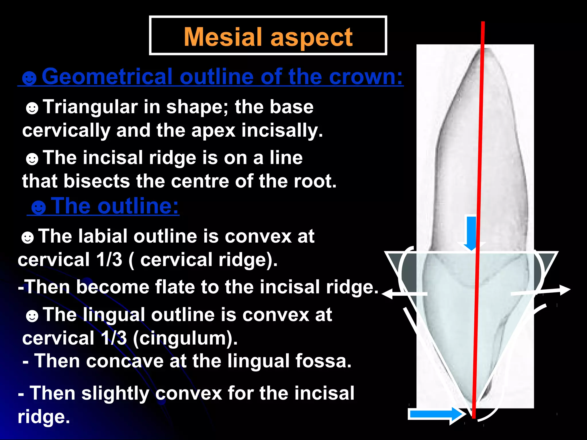 Permanent teeth Anatomy | PPT