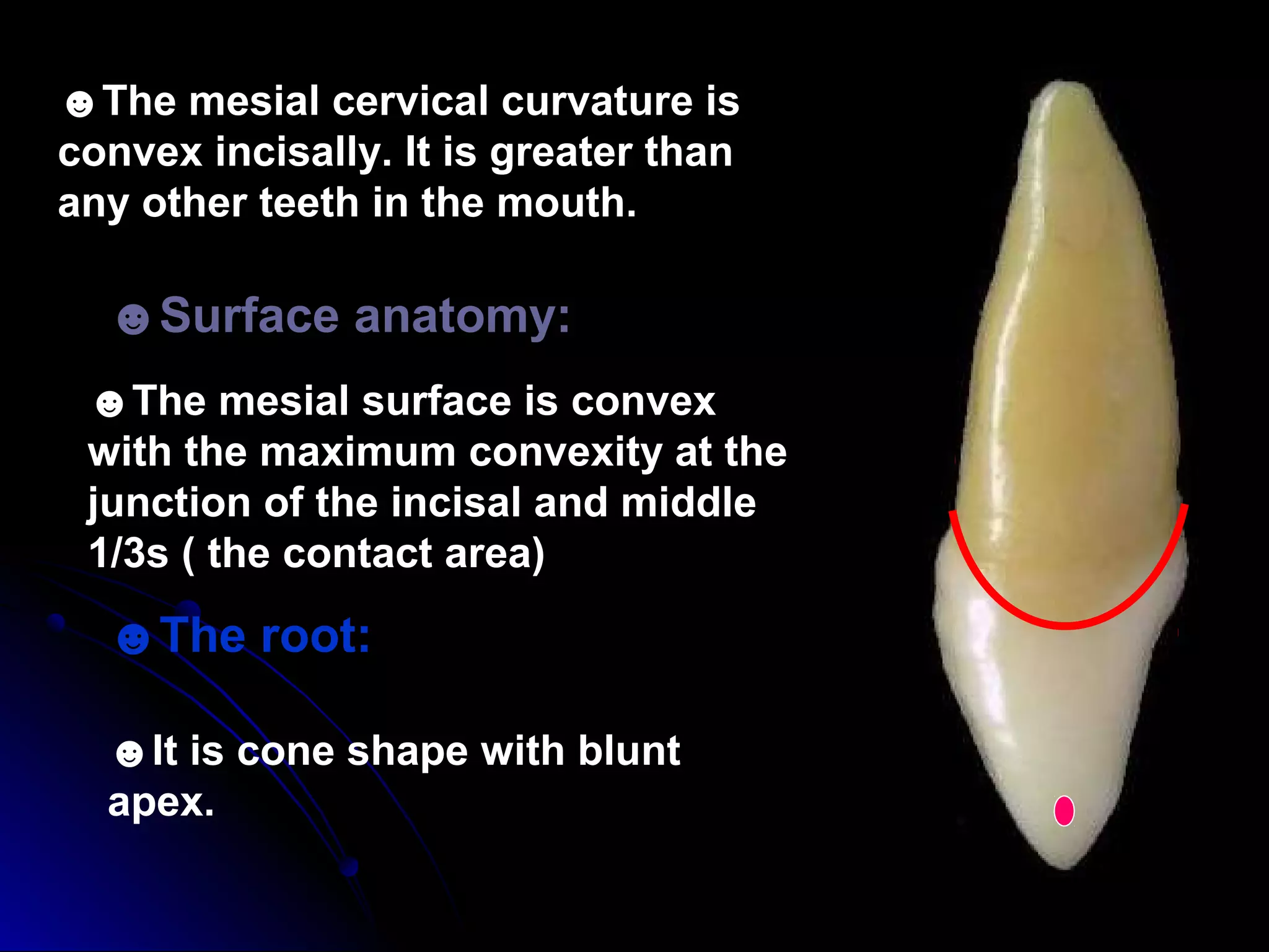 Permanent teeth Anatomy | PPT