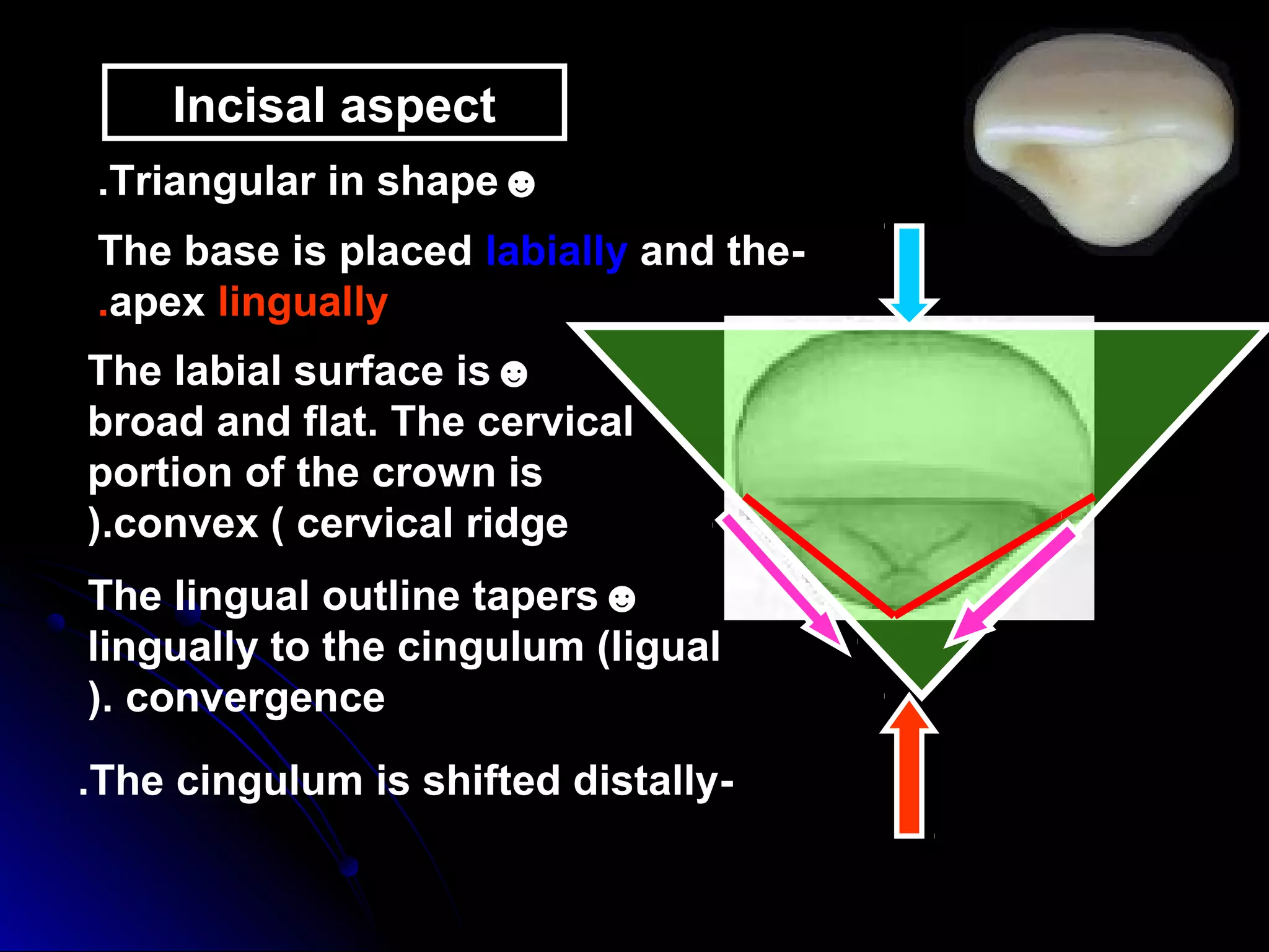 Permanent teeth Anatomy | PPT