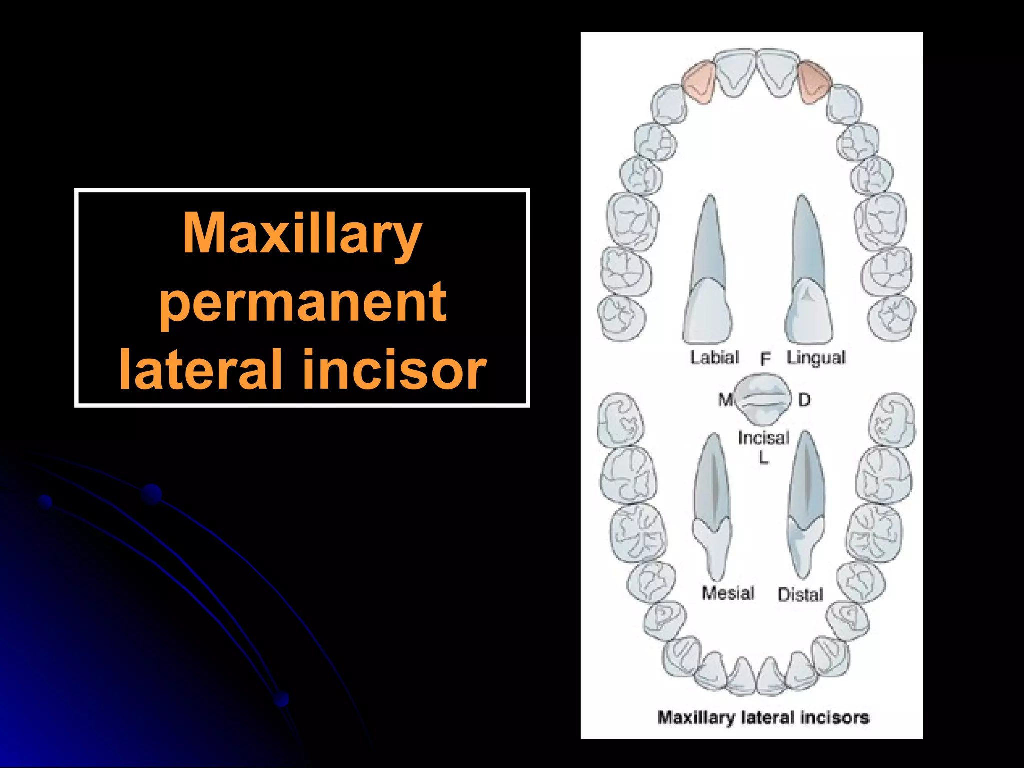 Permanent teeth Anatomy | PPT