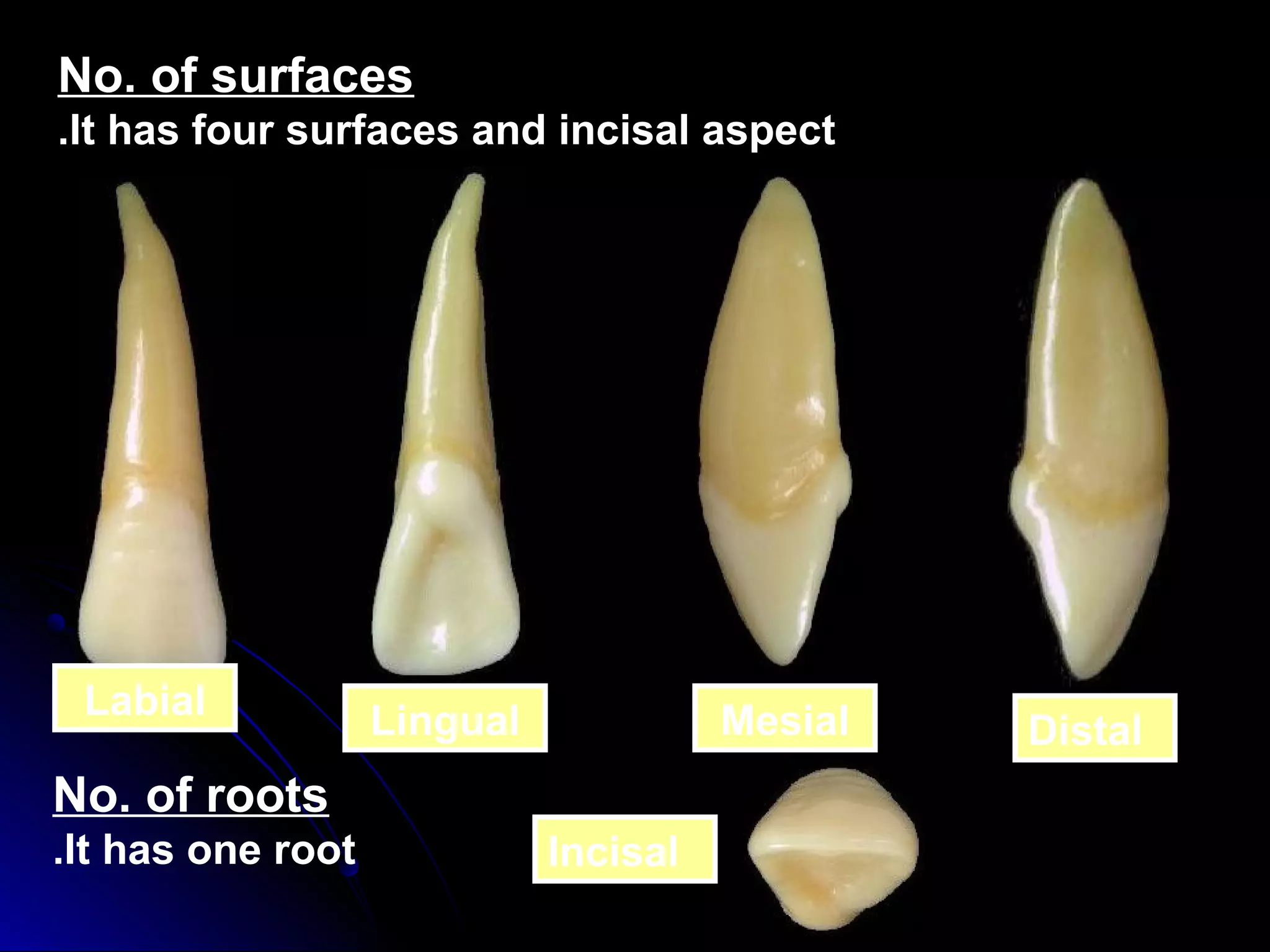 Permanent teeth Anatomy | PPT