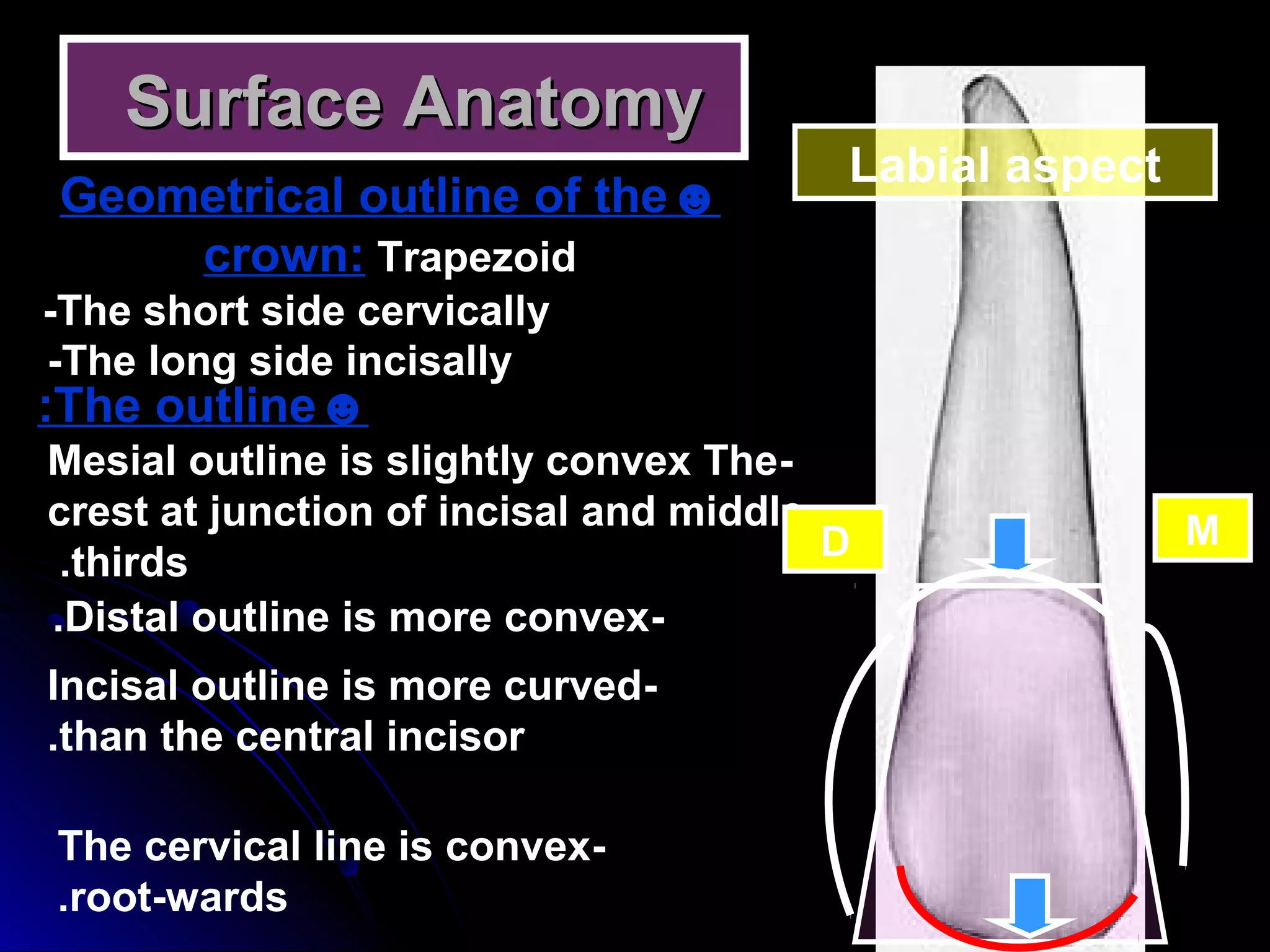 Permanent teeth Anatomy | PPT