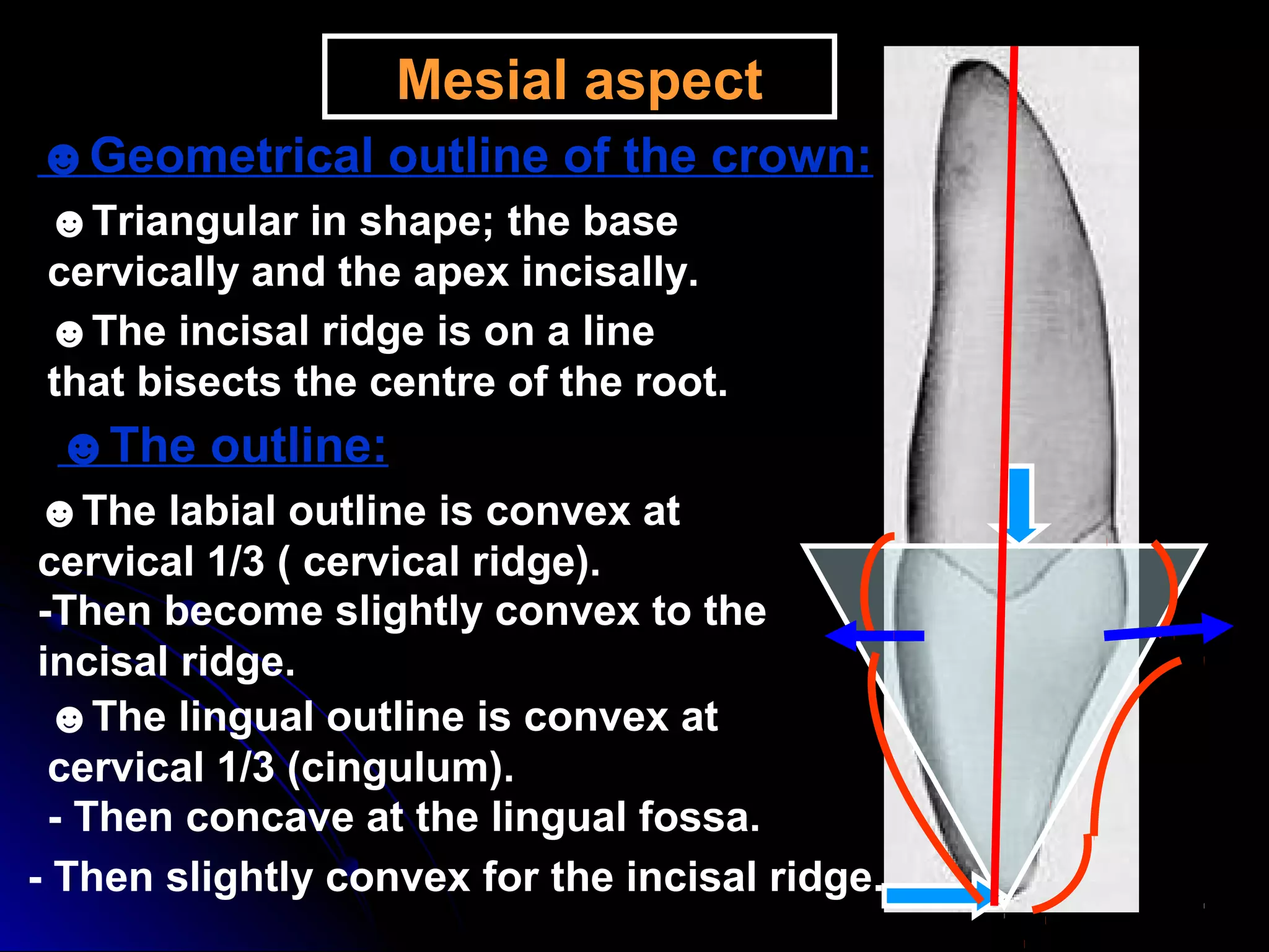 Permanent teeth Anatomy | PPT