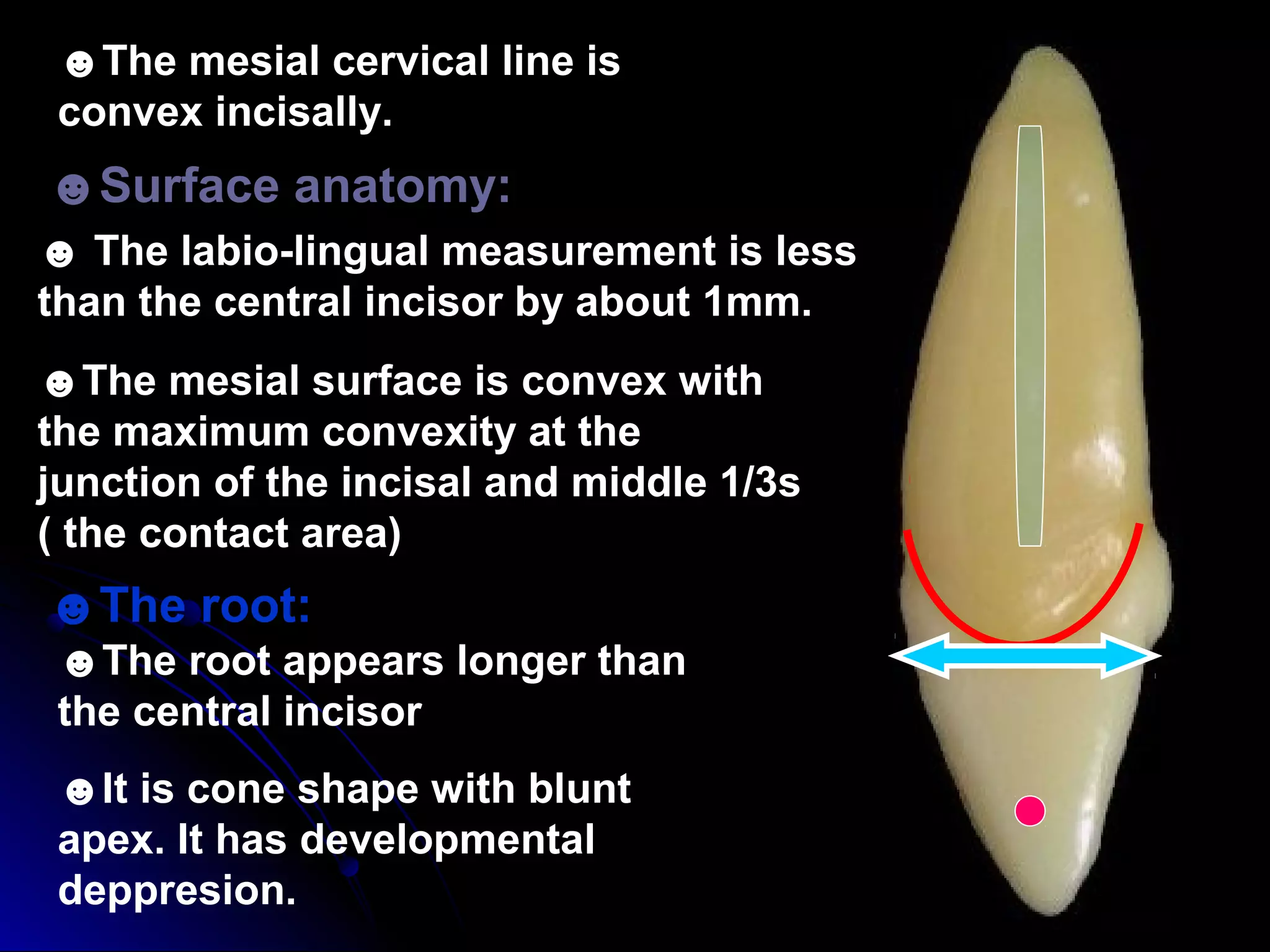 Permanent teeth Anatomy | PPT