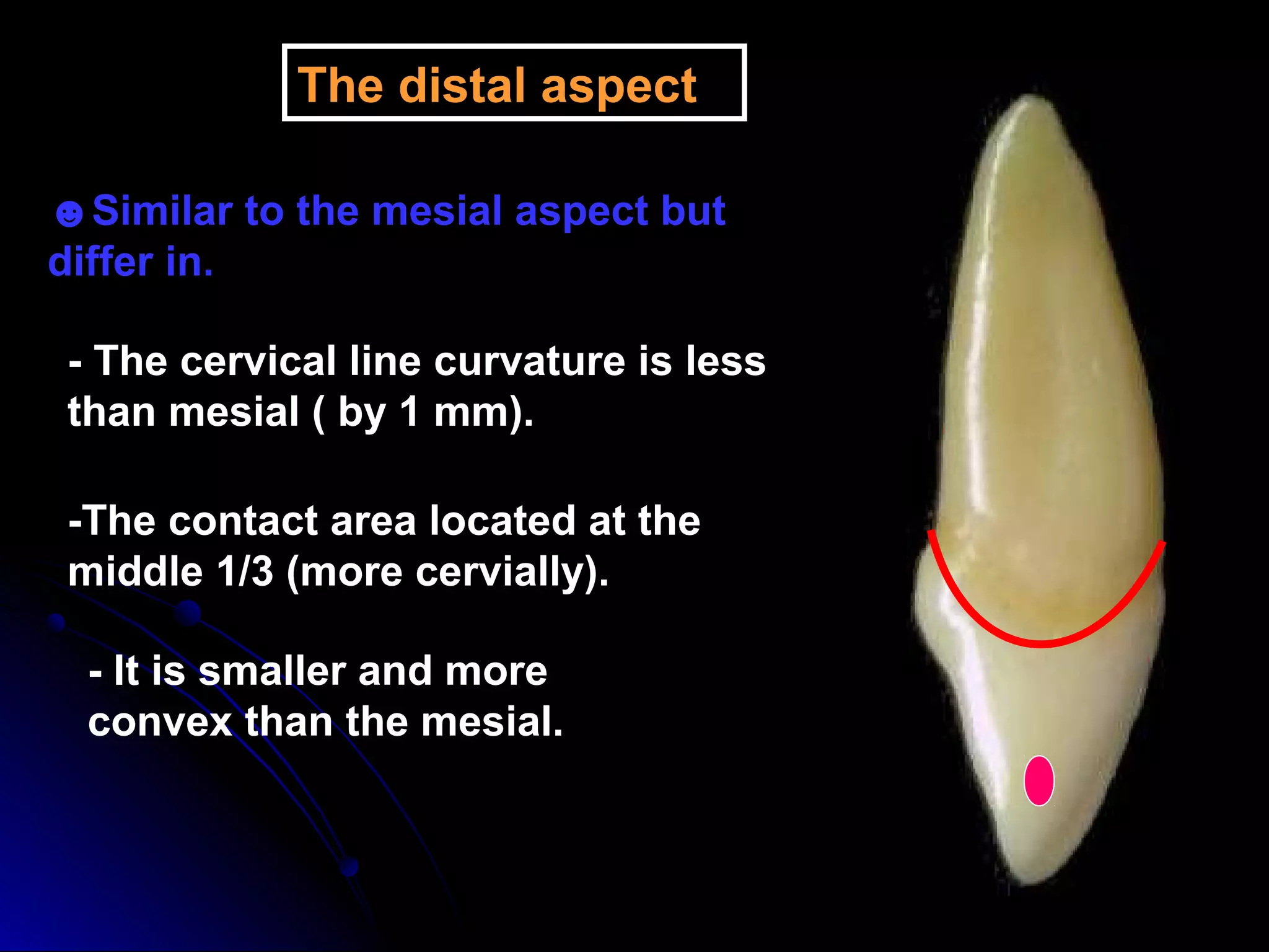 Permanent teeth Anatomy | PPT