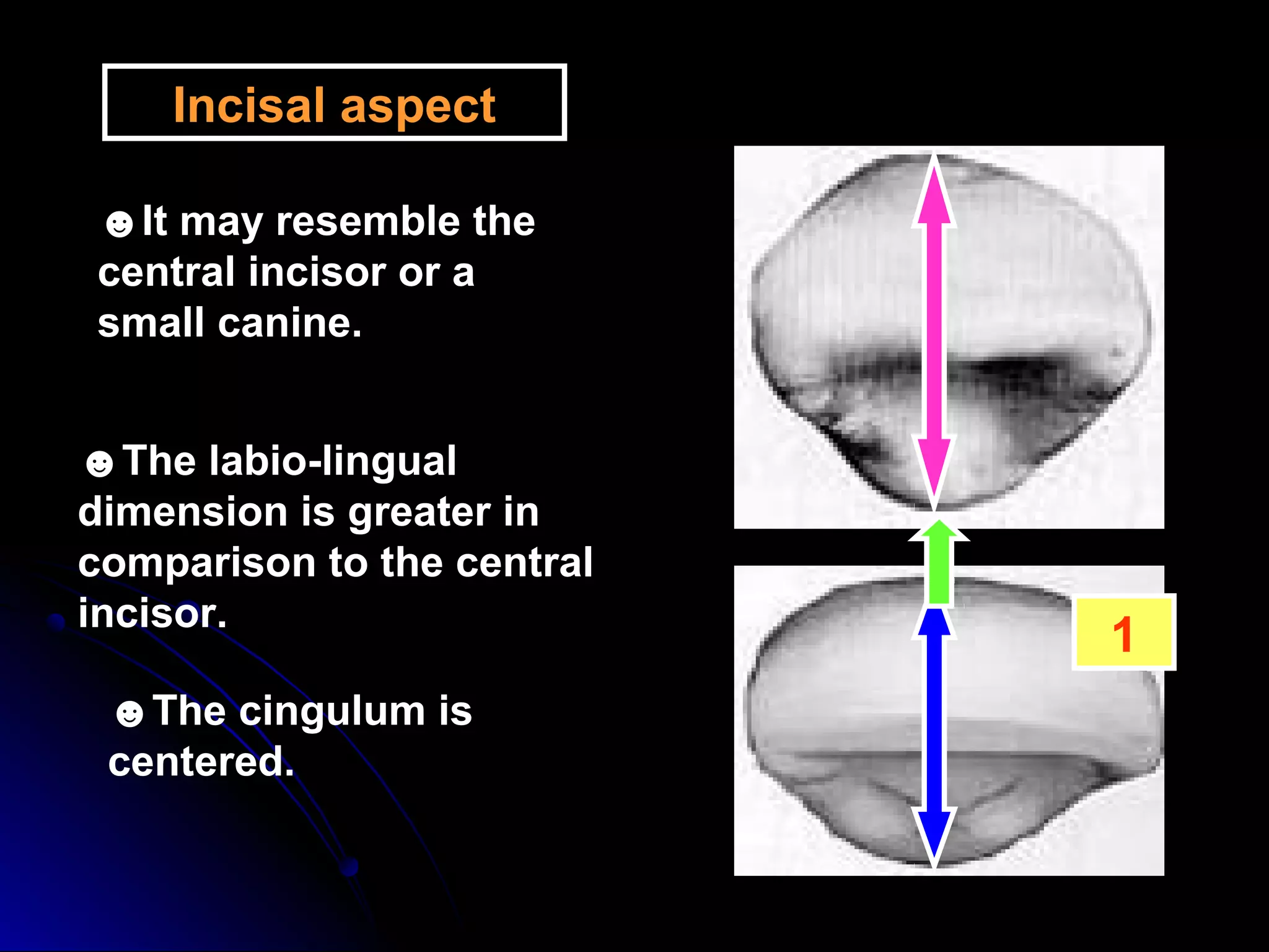 Permanent teeth Anatomy | PPT