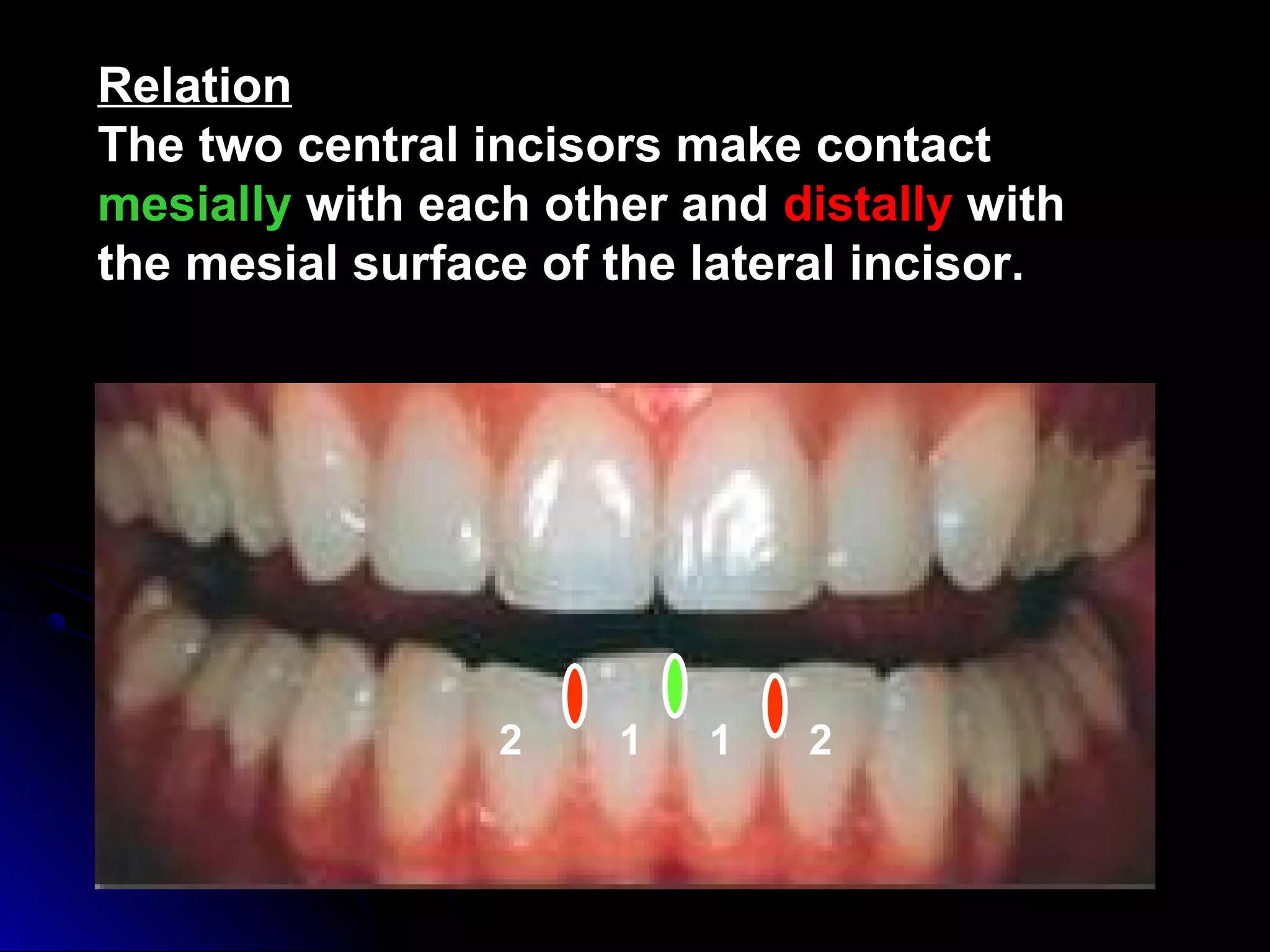 Permanent teeth Anatomy | PPT