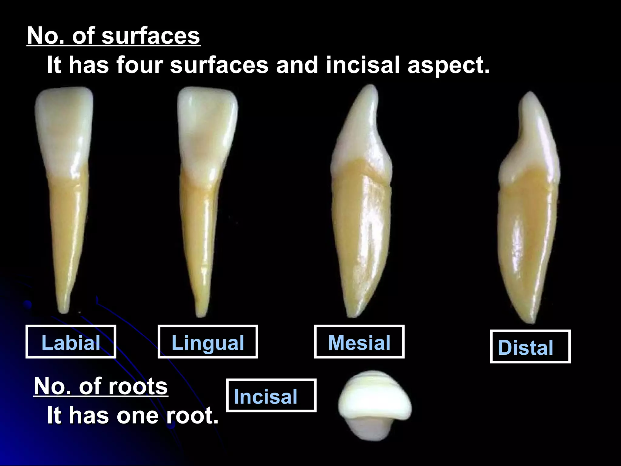 Permanent teeth Anatomy | PPT