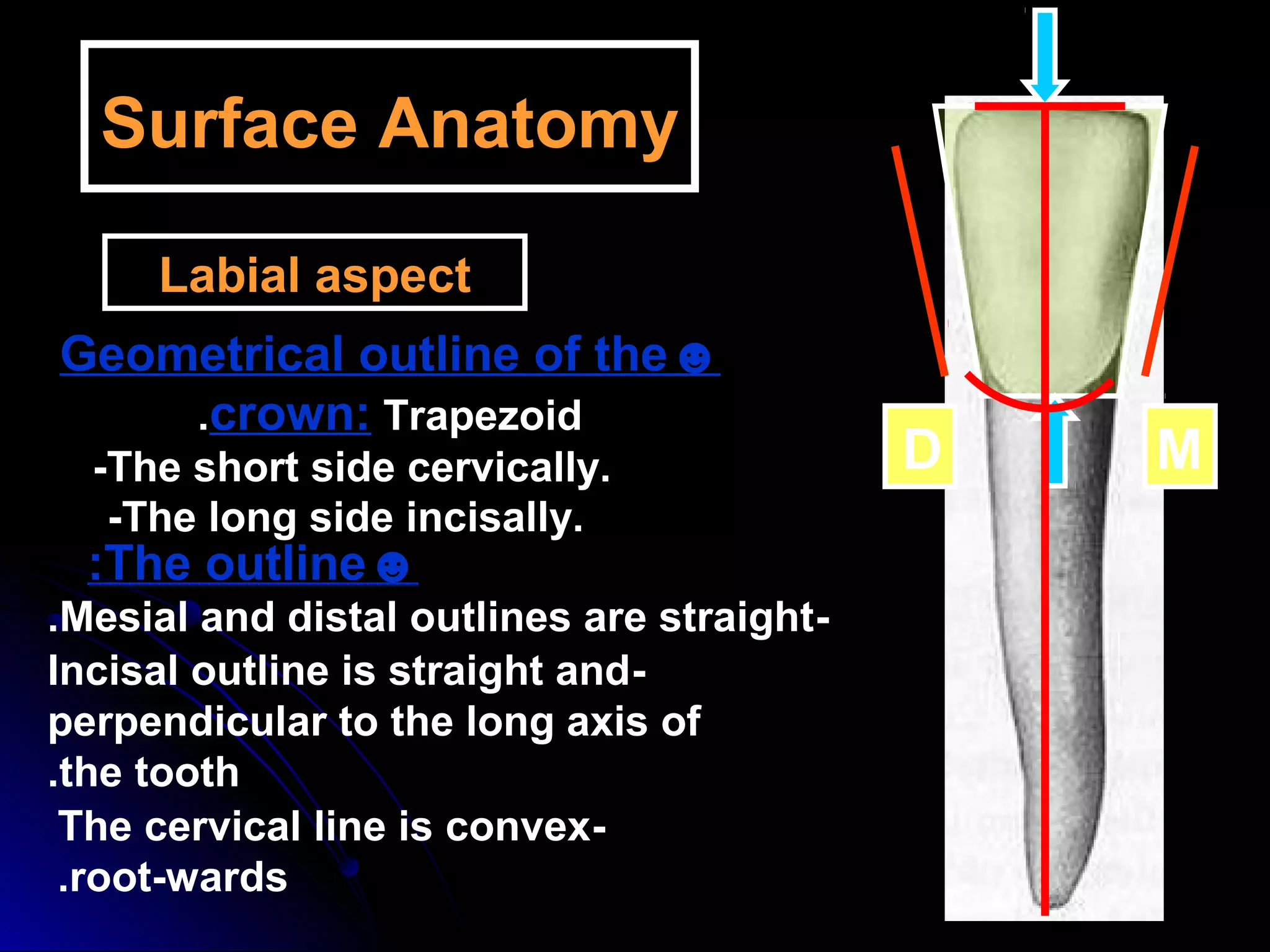 Permanent teeth Anatomy | PPT