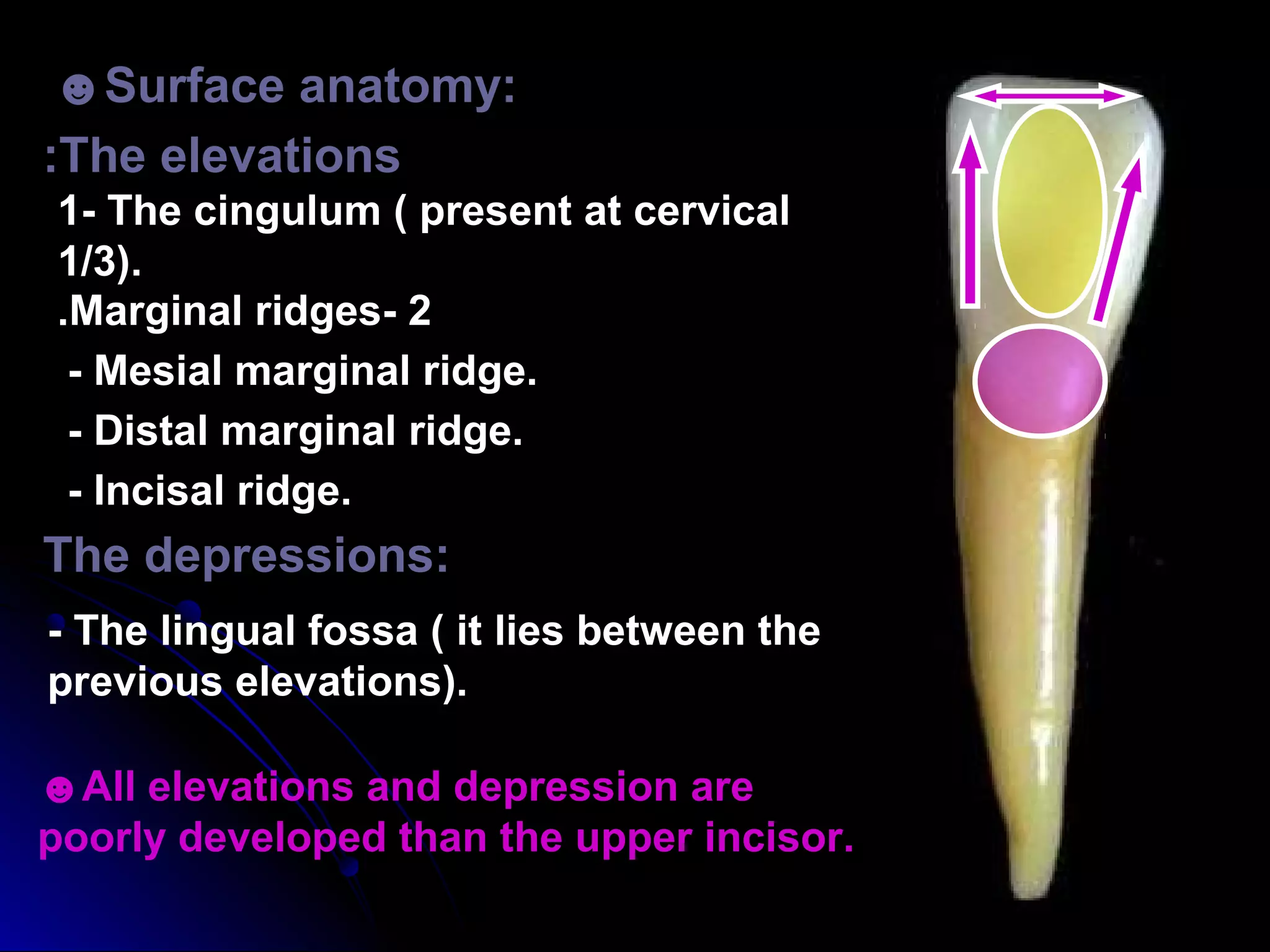 Permanent teeth Anatomy | PPT