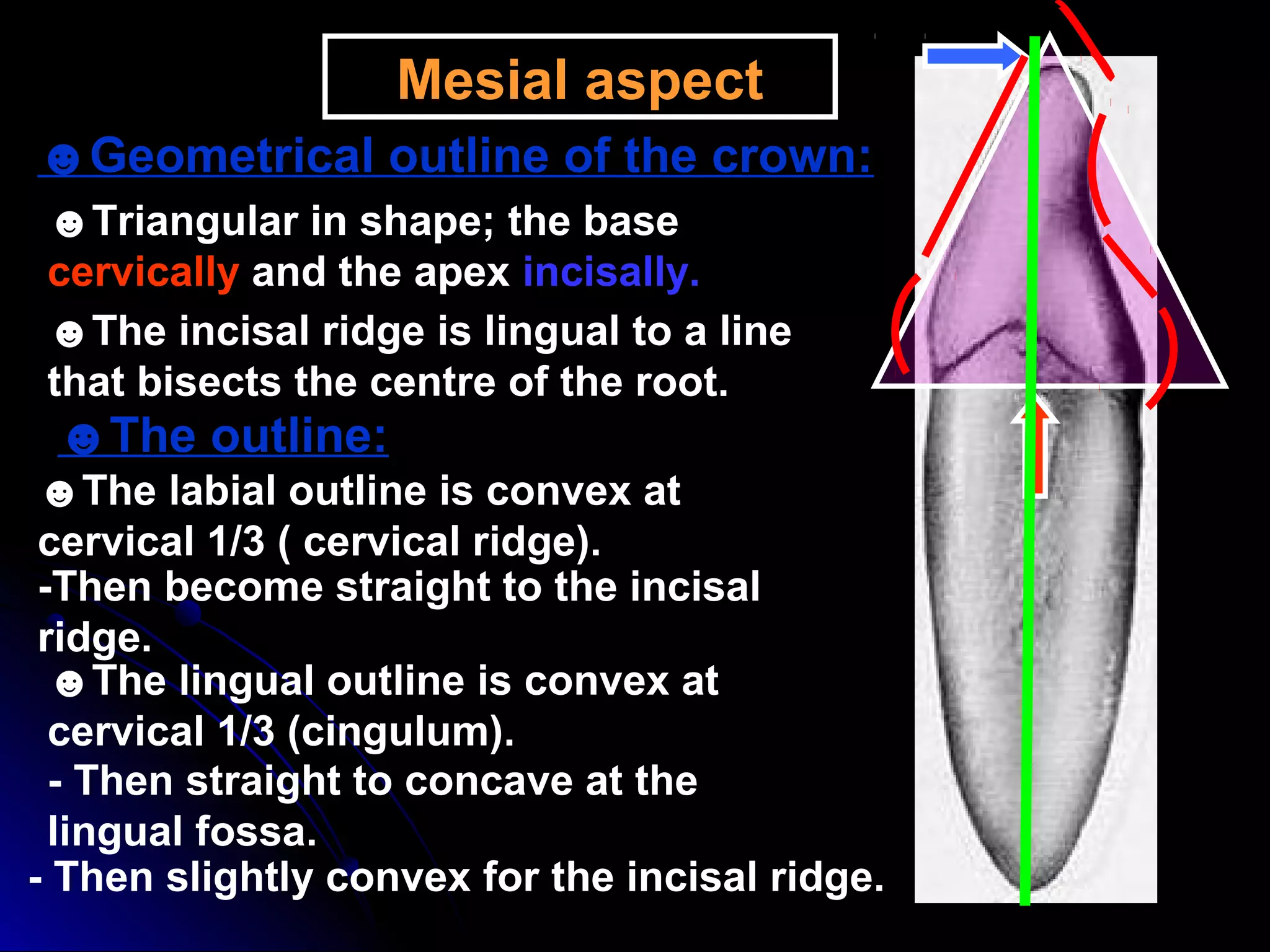 Permanent teeth Anatomy | PPT