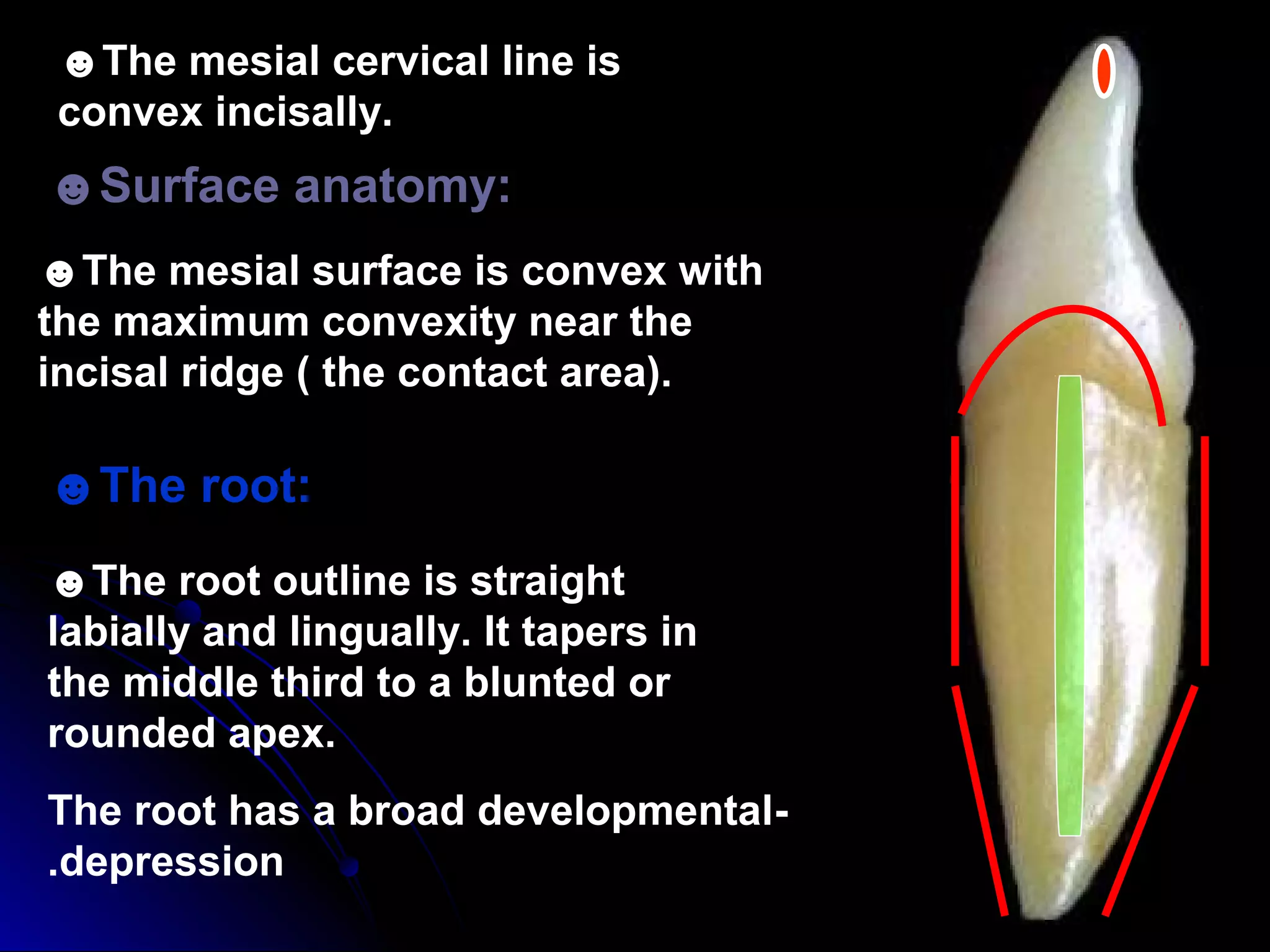 Permanent teeth Anatomy | PPT