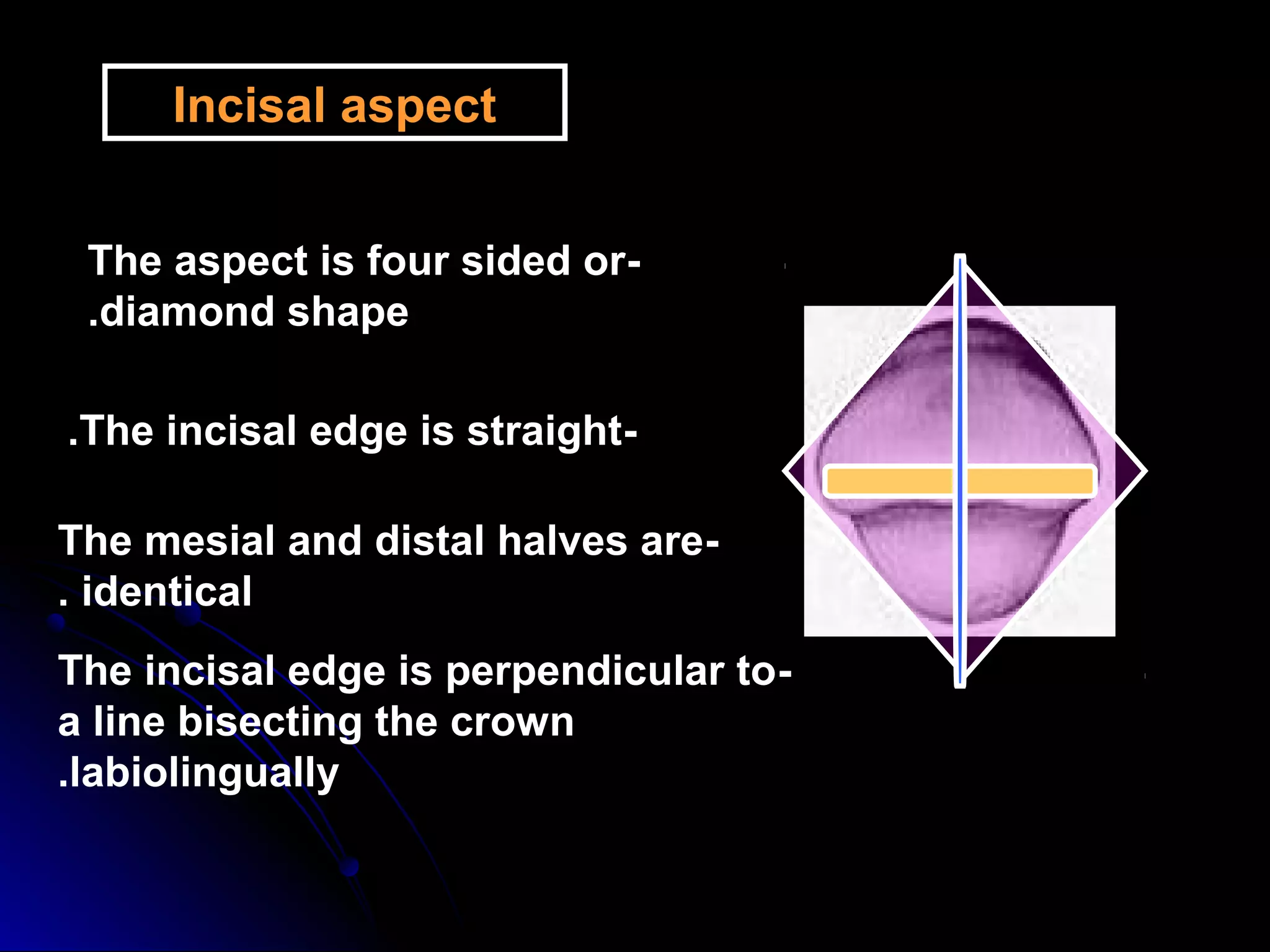 Permanent teeth Anatomy | PPT