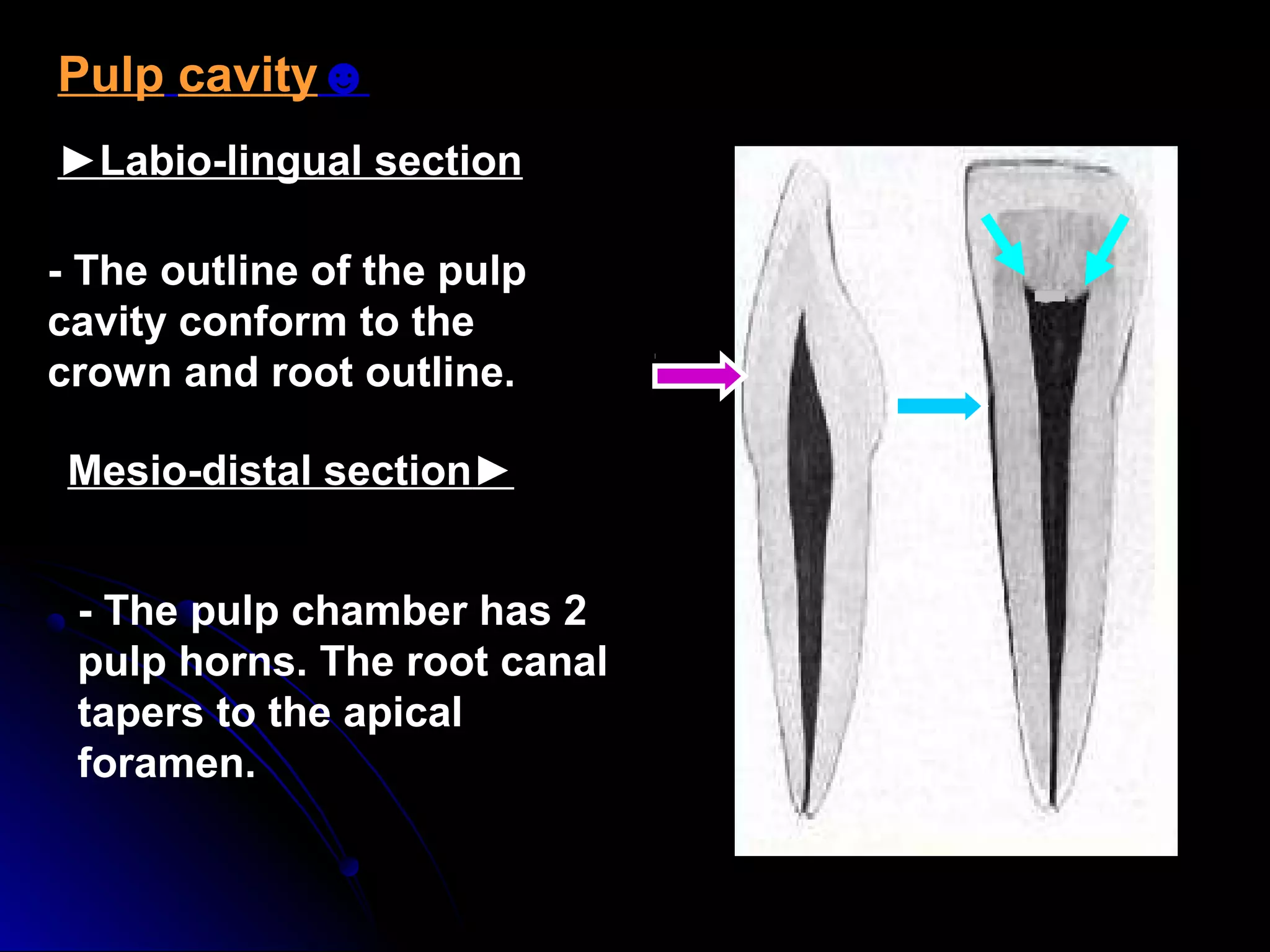 Permanent teeth Anatomy | PPT
