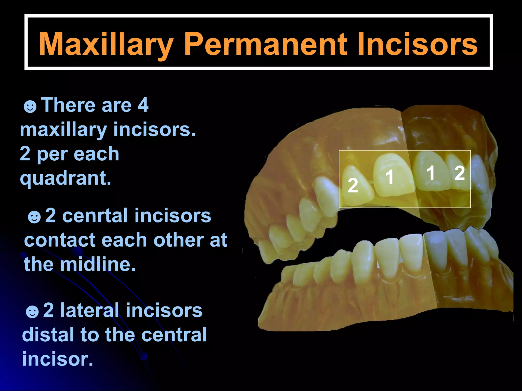 Permanent teeth Anatomy | PPT