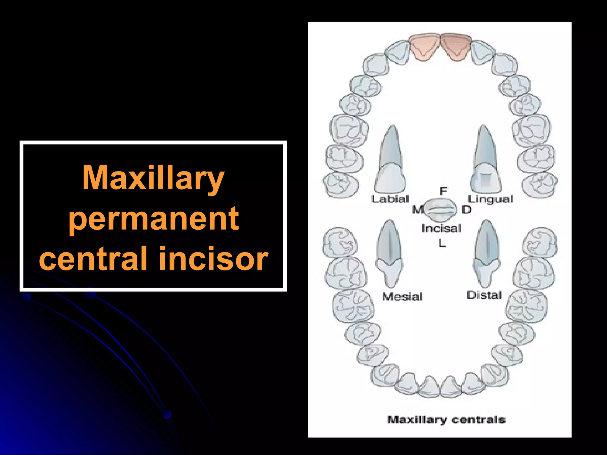 Permanent teeth Anatomy | PPT