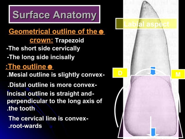 Permanent teeth Anatomy | PPT