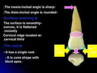Permanent teeth Anatomy | PPT