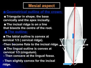 Permanent teeth Anatomy | PPT