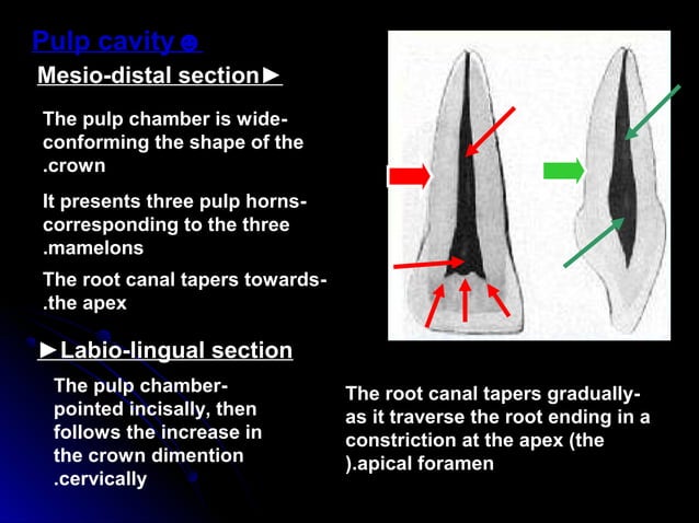 Permanent teeth Anatomy | PPT
