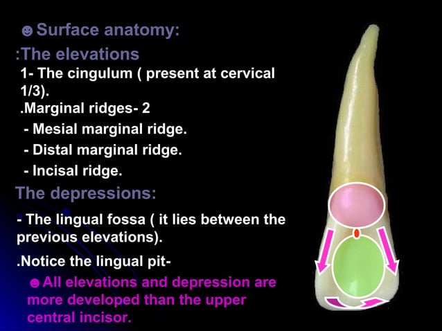 Permanent teeth Anatomy | PPT