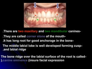 Permanent teeth Anatomy | PPT