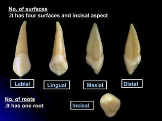 Permanent teeth Anatomy | PPT