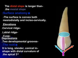 Permanent teeth Anatomy | PPT