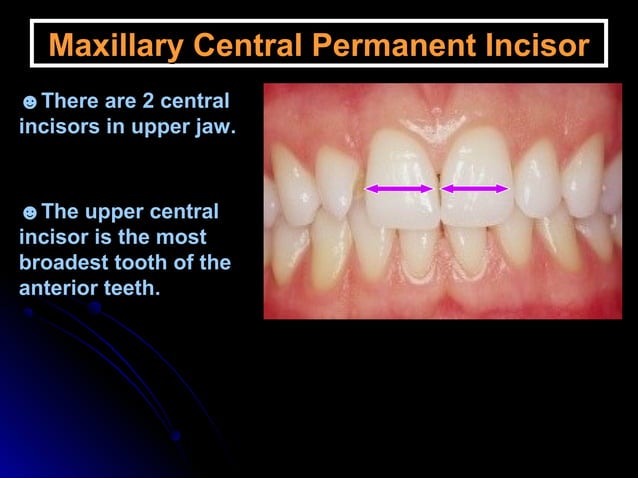 Permanent teeth Anatomy | PPT