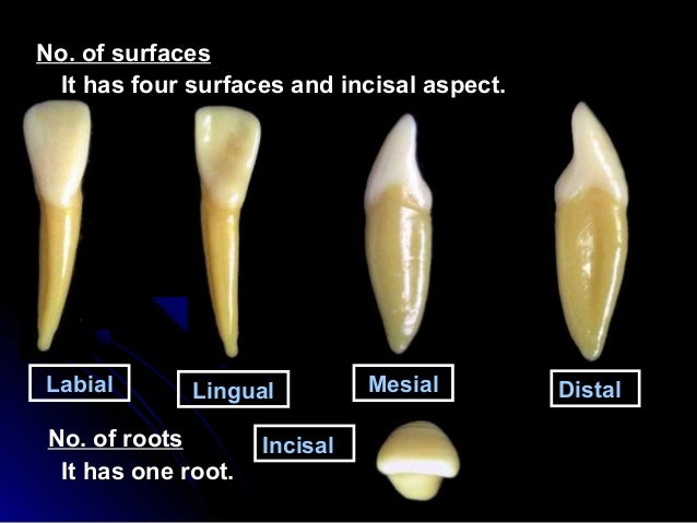 Permanent teeth Anatomy