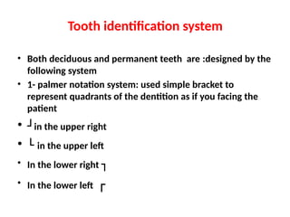 The Permanent teeth and Functions of Permanent Teeth v.pptx
