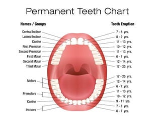 The Permanent teeth and Functions of Permanent Teeth v.pptx