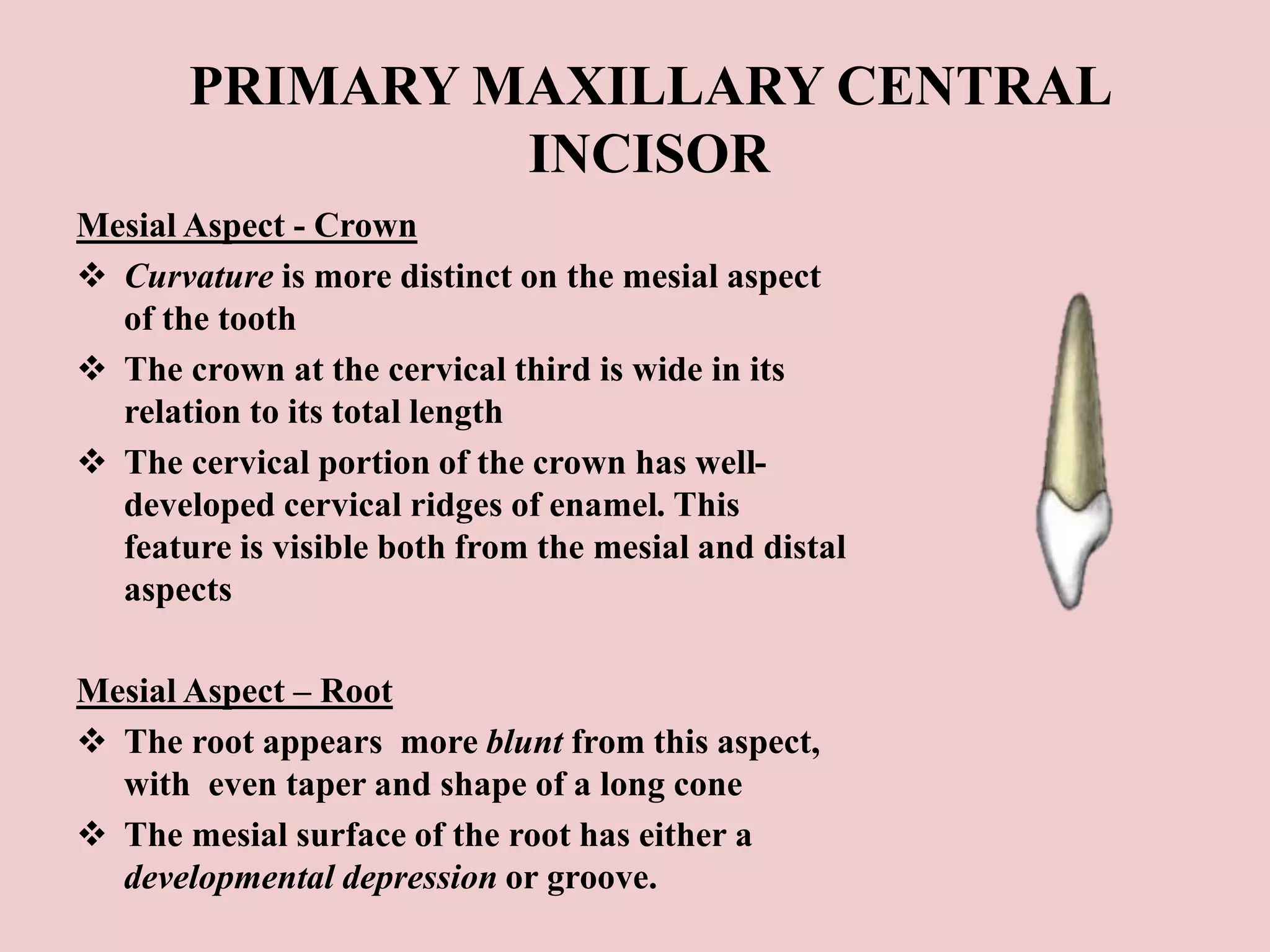 Permanent teeth Anatomy.pptx